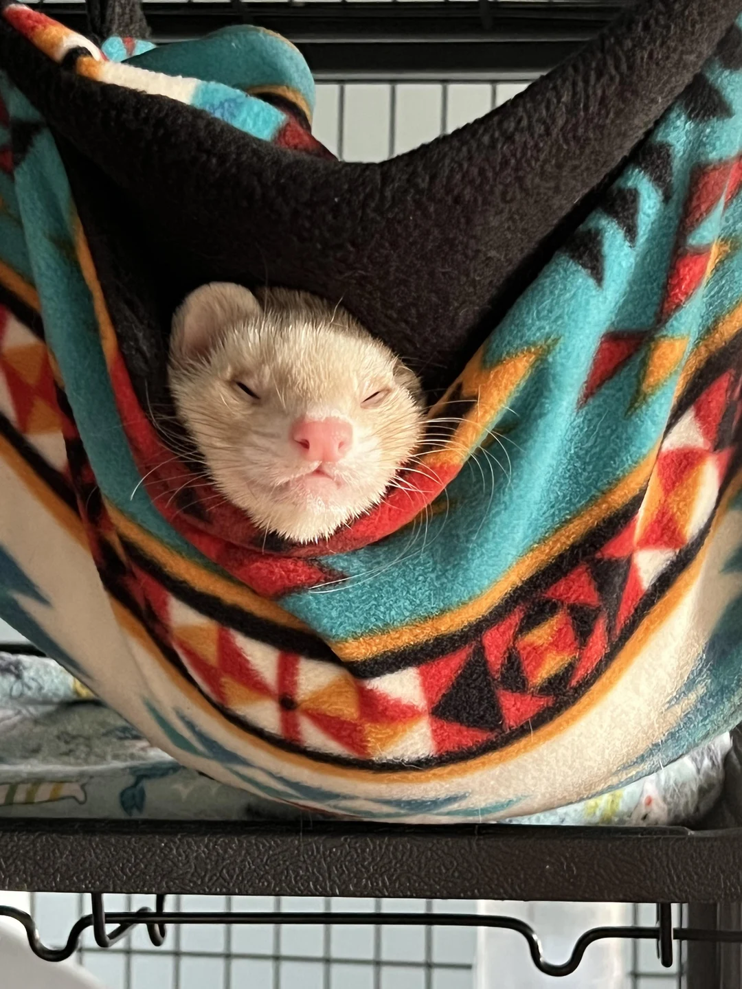 My sweet first ferret Slinky 😍 | Scrolller