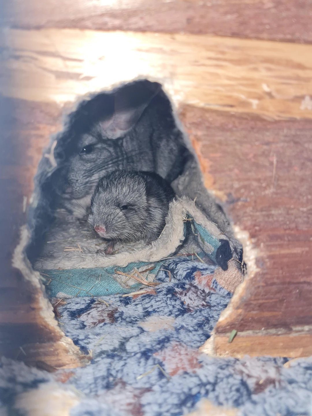 Welcome to the family, mini-chilla. | Scrolller