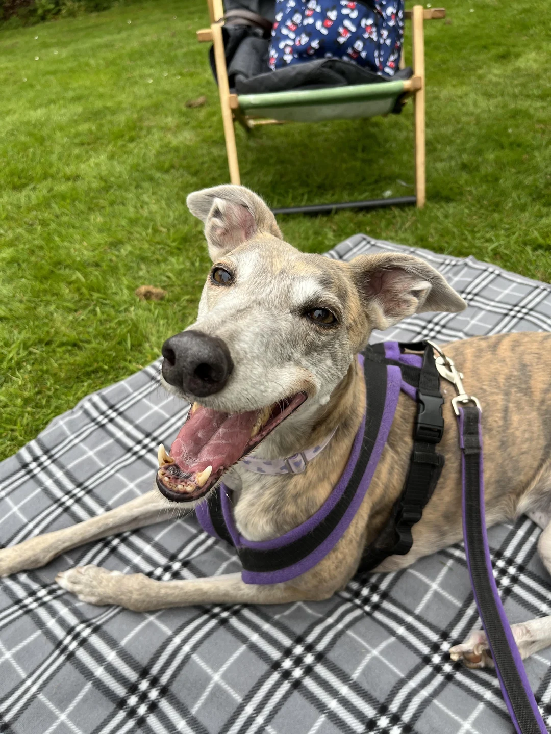 Chilling after eating ALL the rabbit poo …. | Scrolller