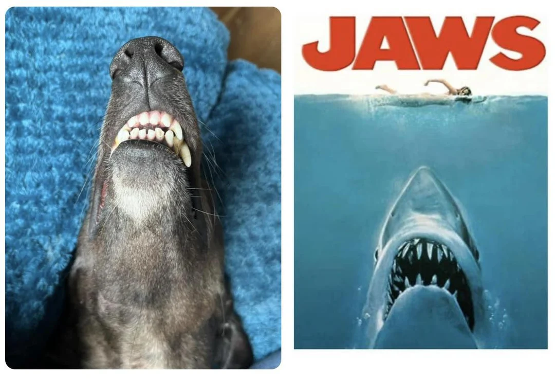 Spot the difference | Scrolller