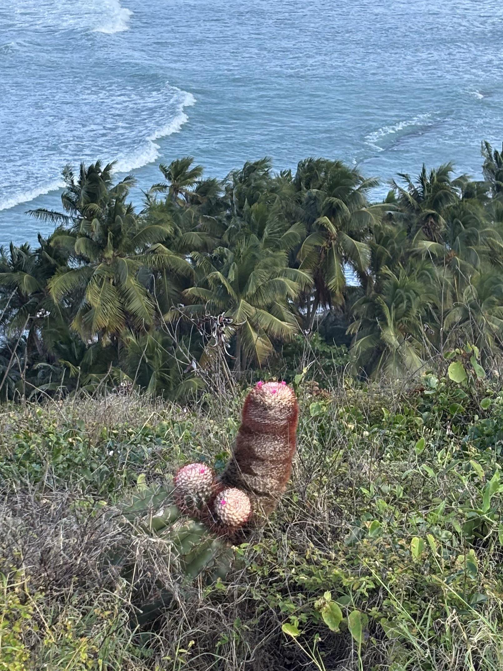 Cactus PP | Scrolller