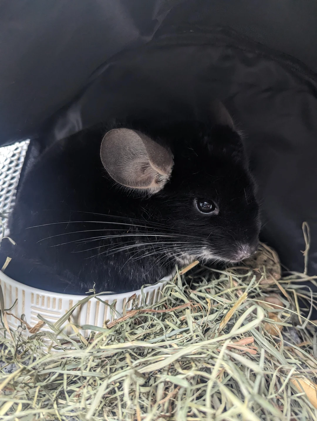 Please pet your chinchillies for me | Scrolller