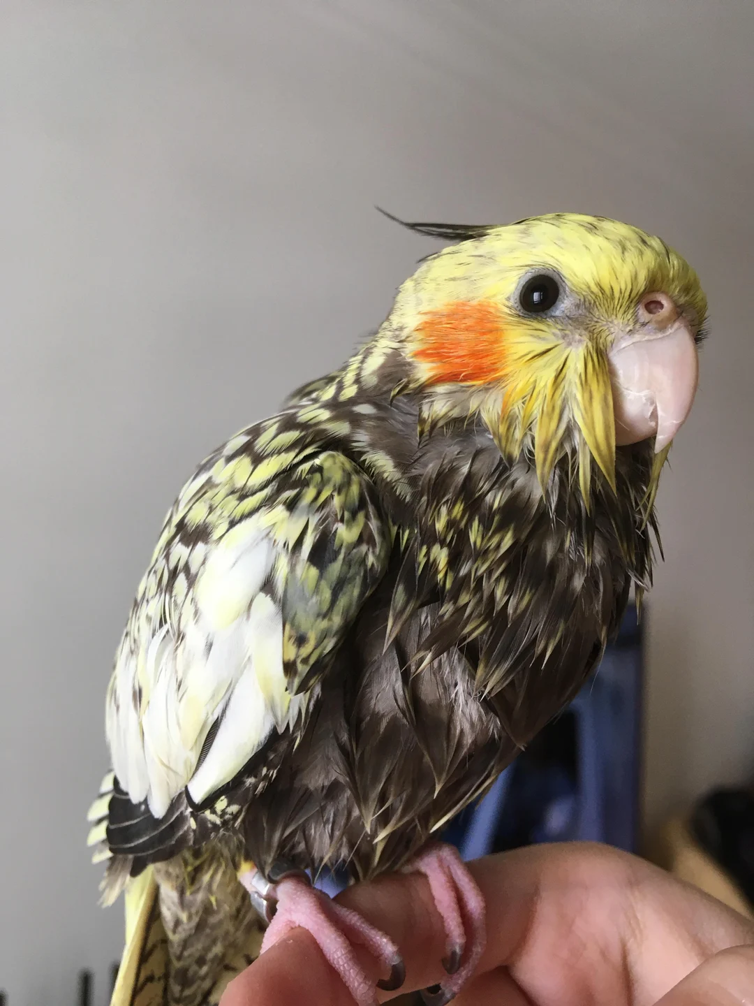 wet birb 💅 | Scrolller