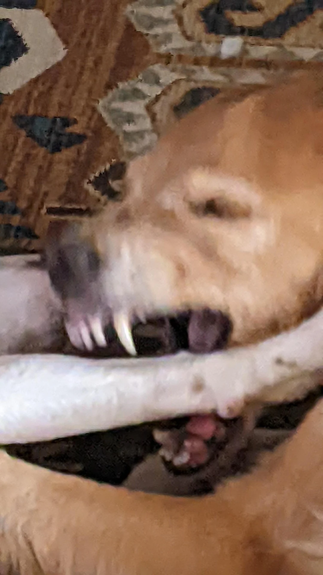 It's called long in the tooth | Scrolller