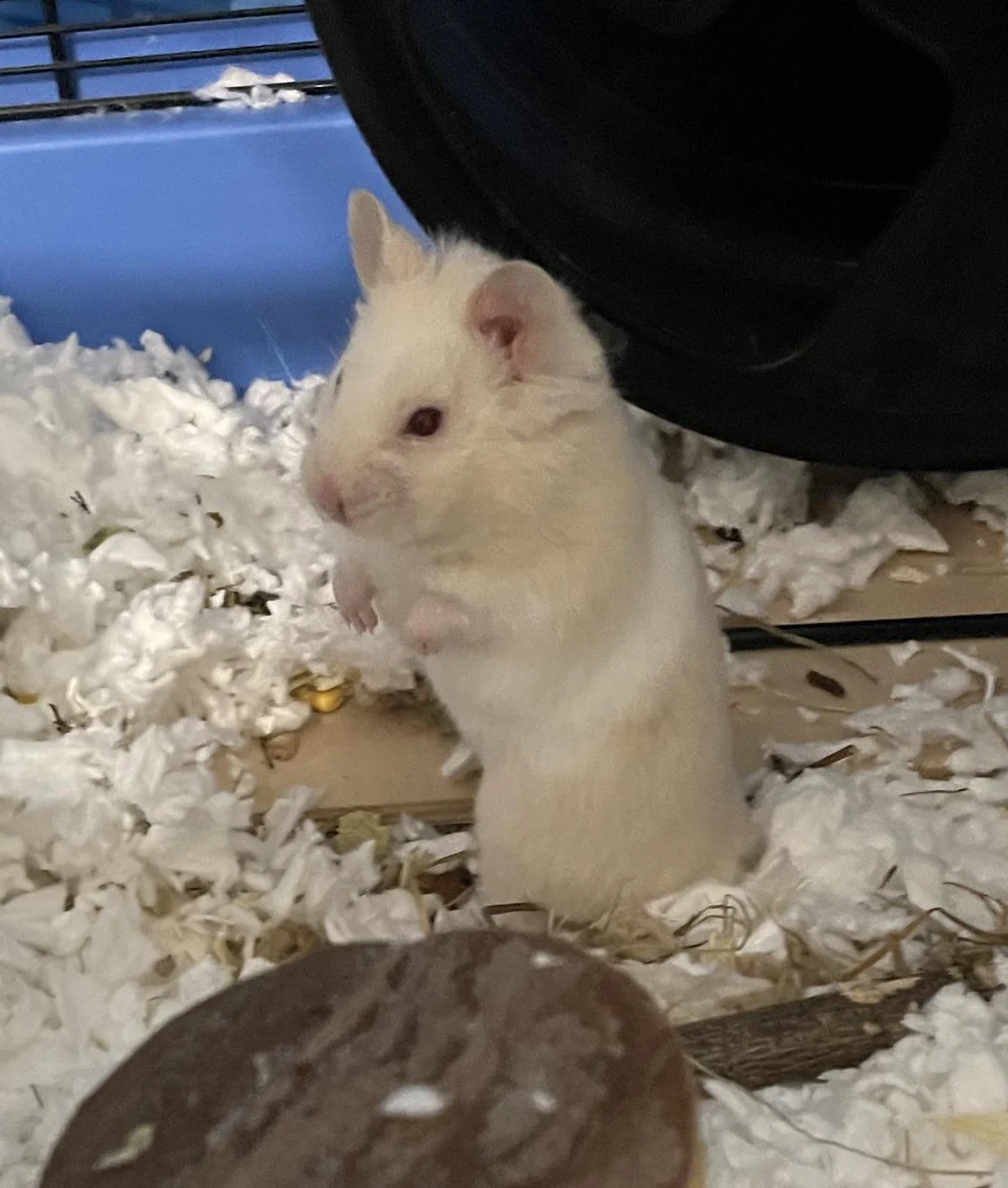 taming an older hamster | Scrolller