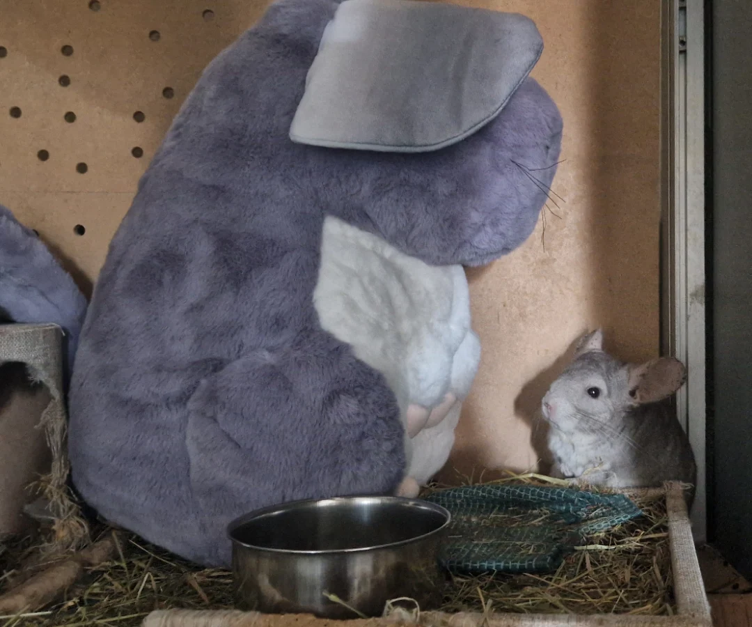 Fighting the giga Chilla | Scrolller