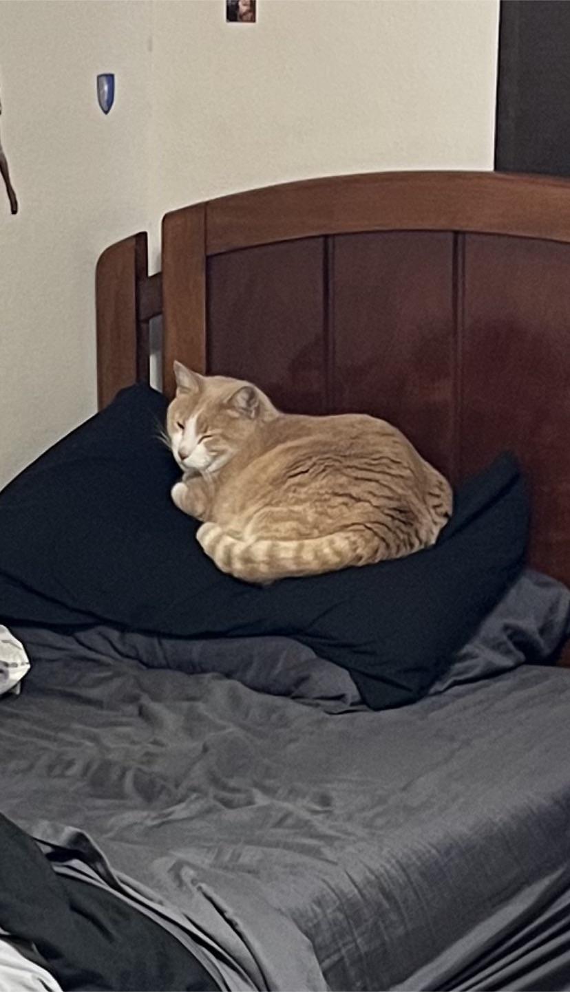 shhh, he’s sleeping | Scrolller