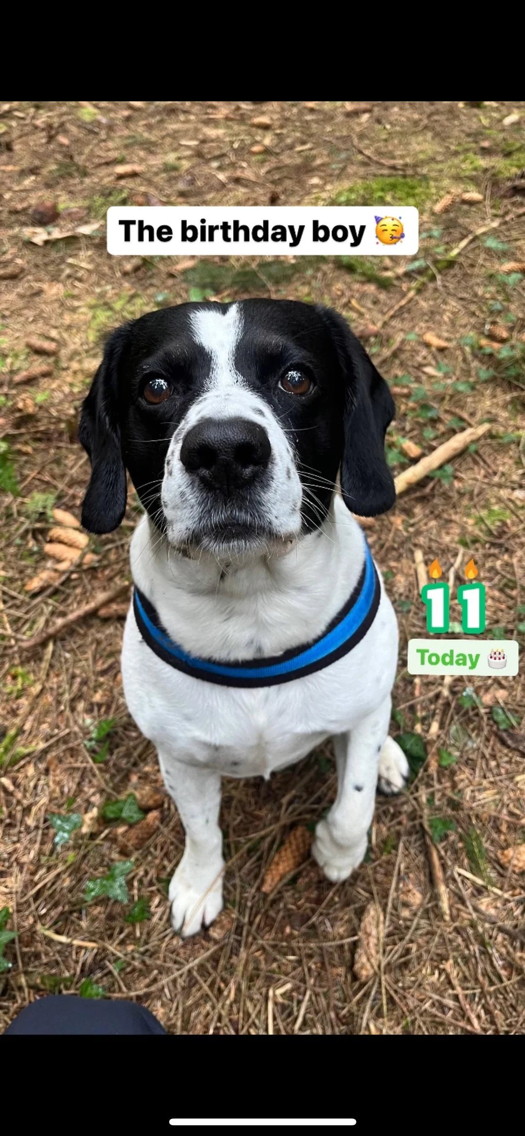 Pat turns 11 today 🥳 | Scrolller