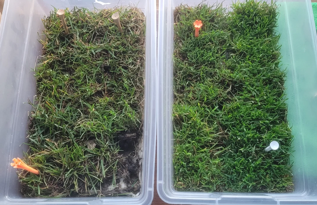 Some Guys Bitch Wife Told Him Hes Not Getting Deep Enough So I Kept A Few Divots Alive