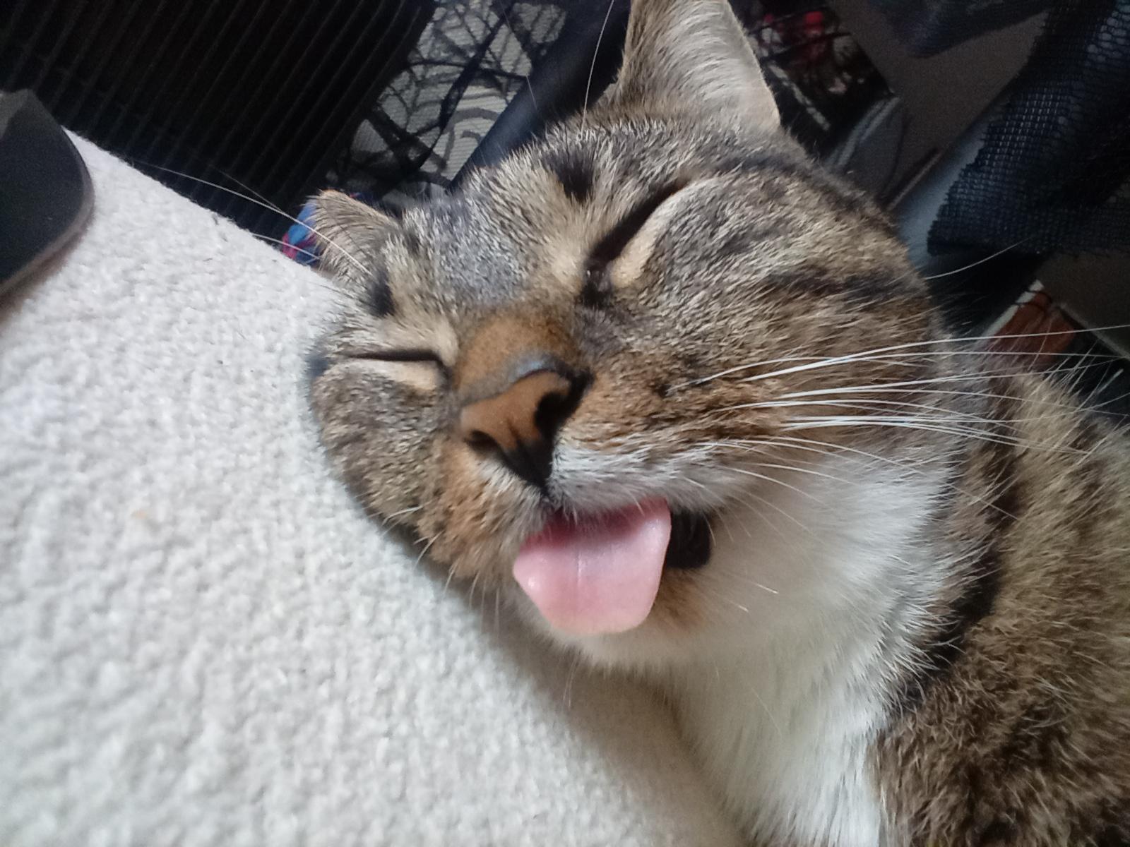 Don't worry, he's alive. Big sleepy blep | Scrolller