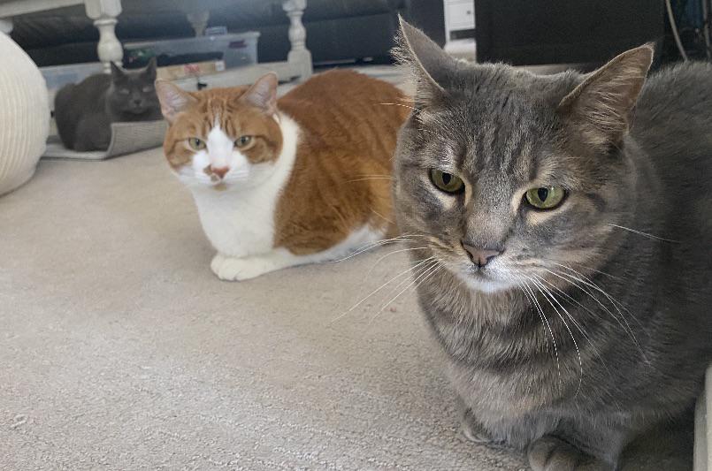 3 in a row | Scrolller