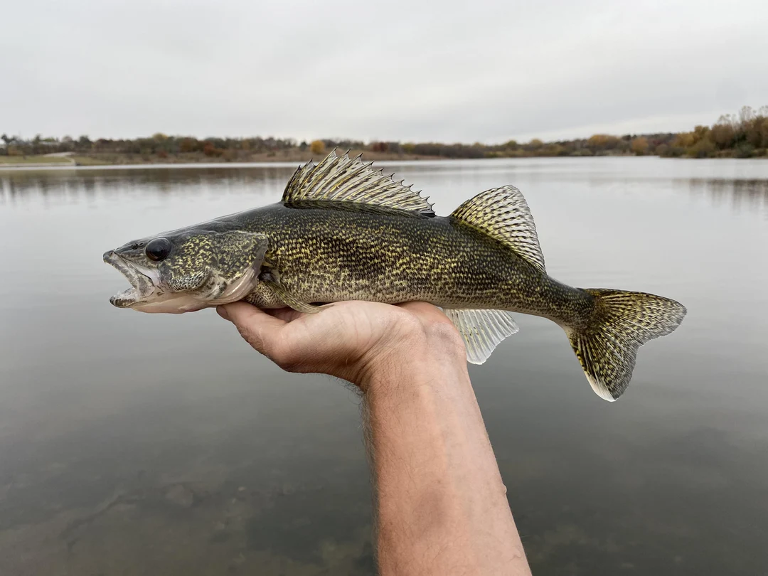 Pretty fall walleye caught on a road runner jig | Scrolller
