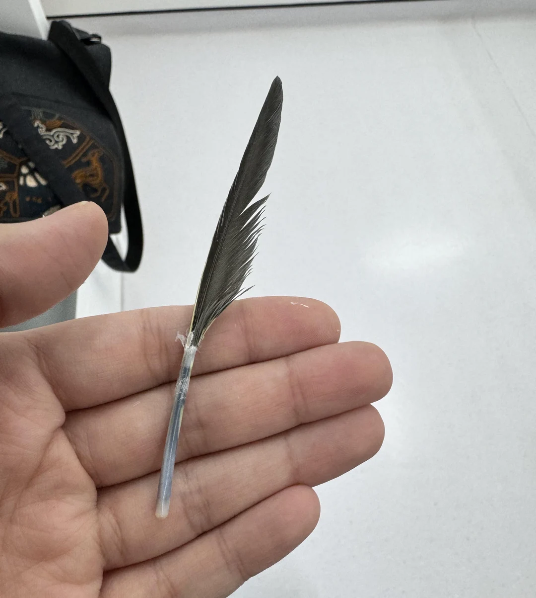 Pulled out blood feather question | Scrolller