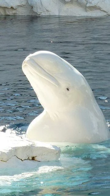 White Beluga Whale | Scrolller