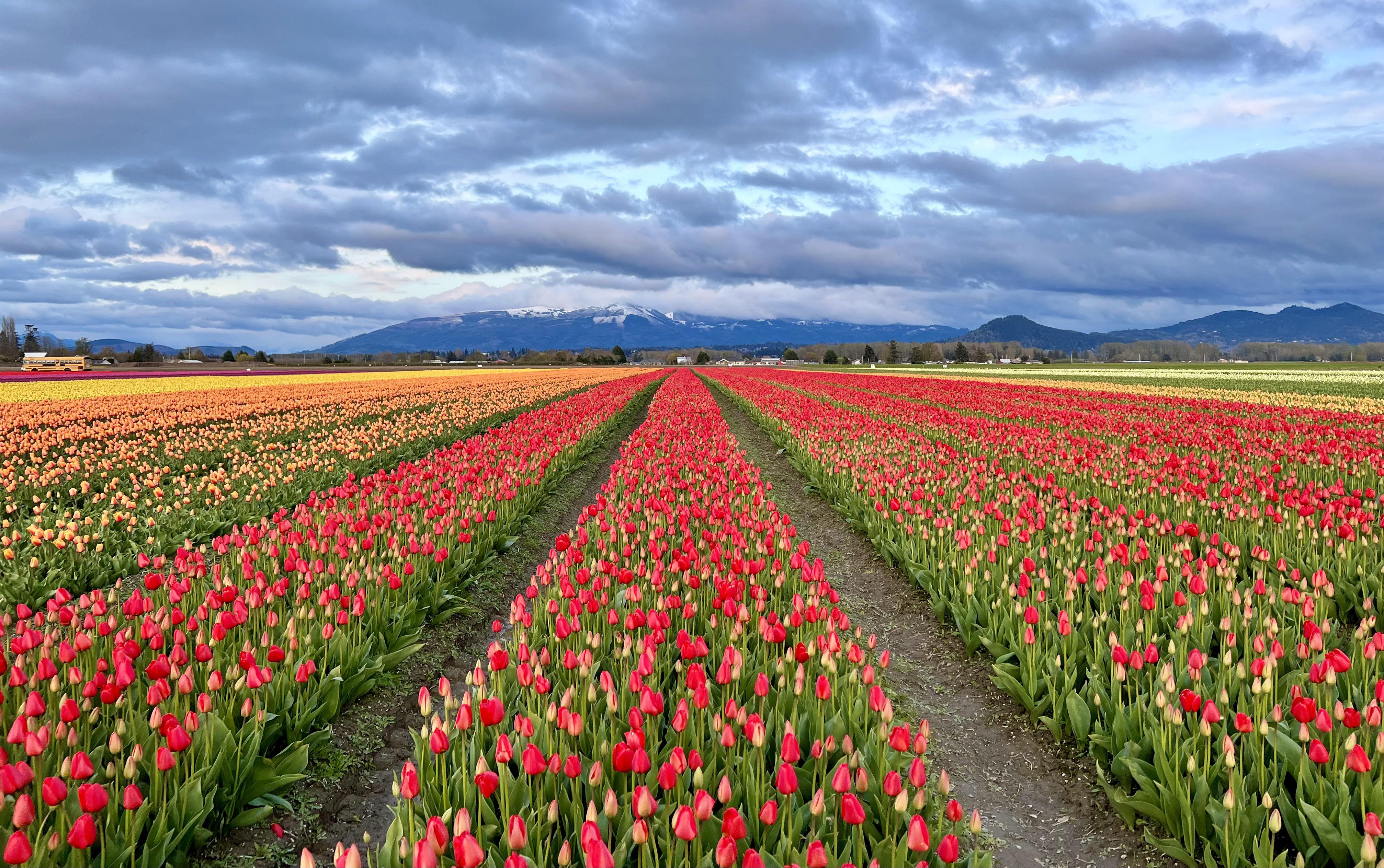 Tulips in Skagit Valley WA [OC] | Scrolller