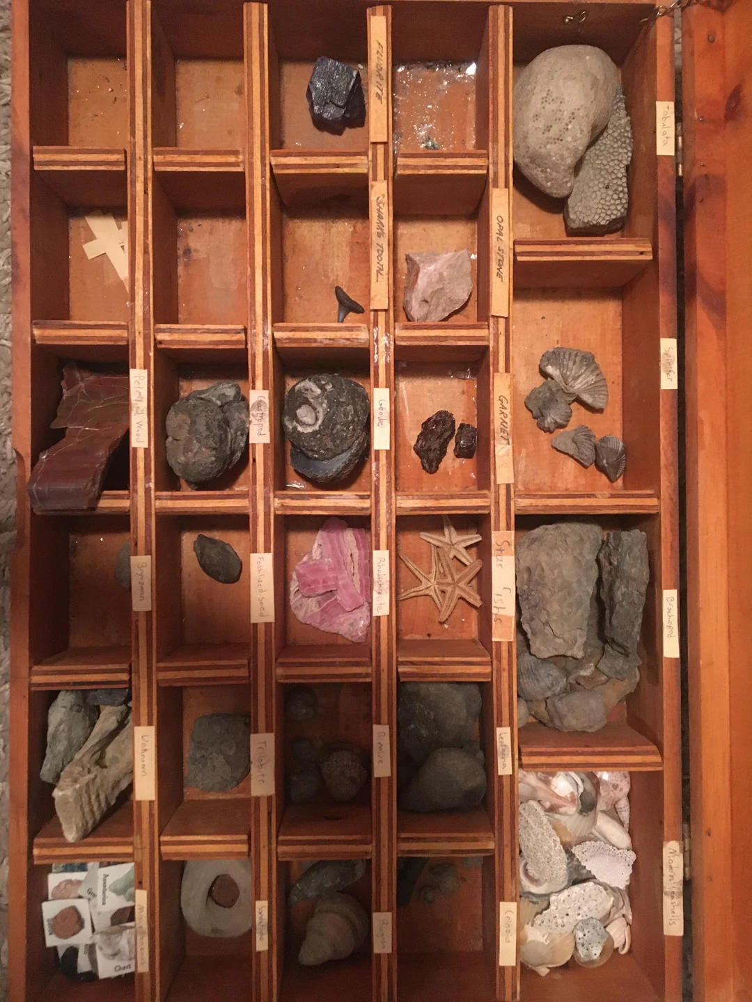 it’s not much, but here’s the beginning of my fossil and mineral collection!! | Scrolller