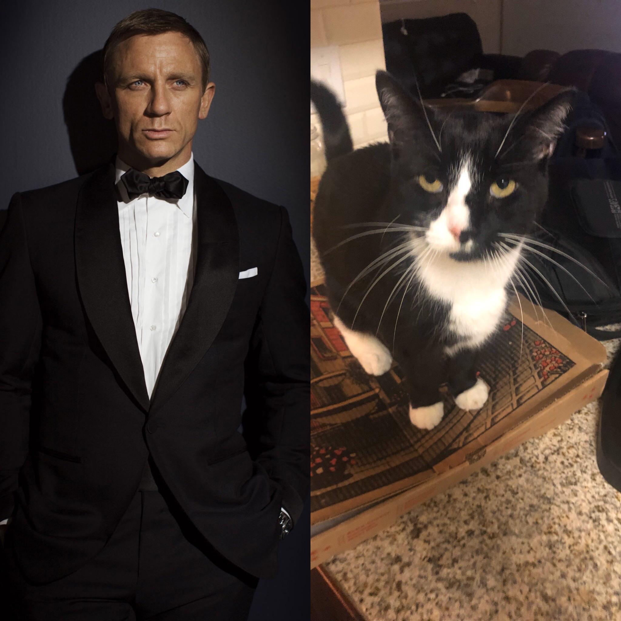 Does my cat look like Daniel Craig? | Scrolller
