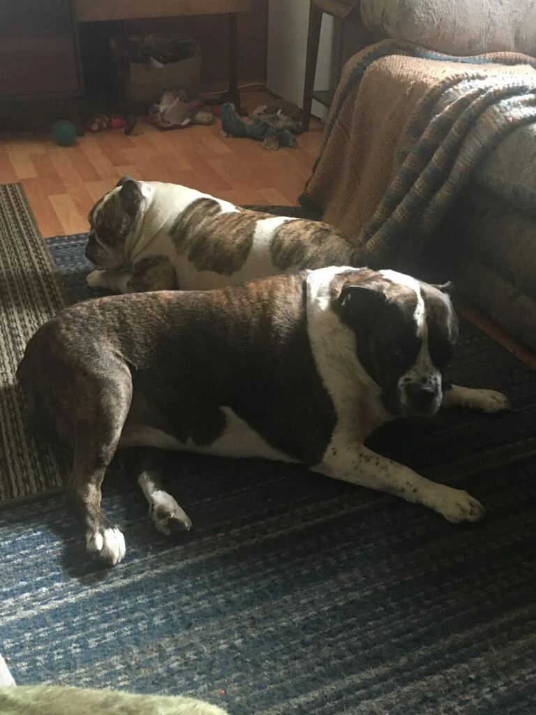 Need help identifying a breed | Scrolller