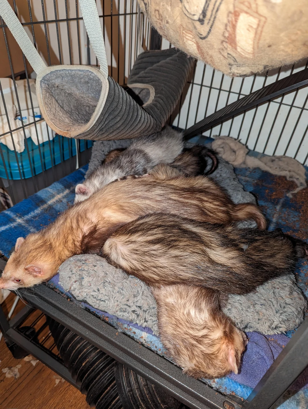 Pile of sleepy ferrets | Scrolller