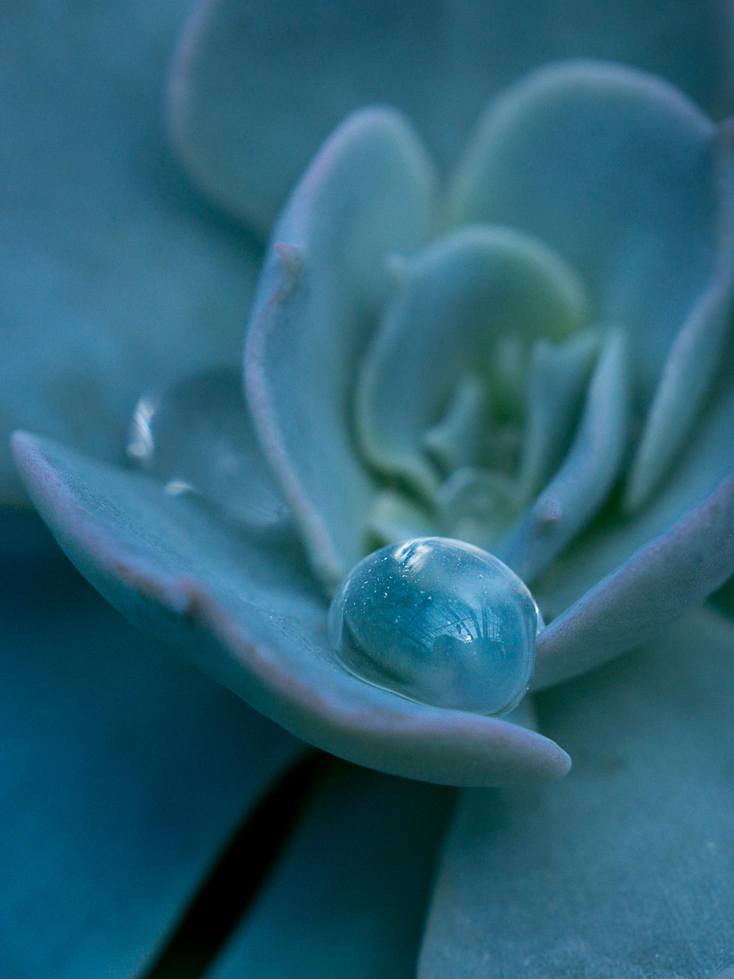 Water Droplet on Catus Leaf | Scrolller