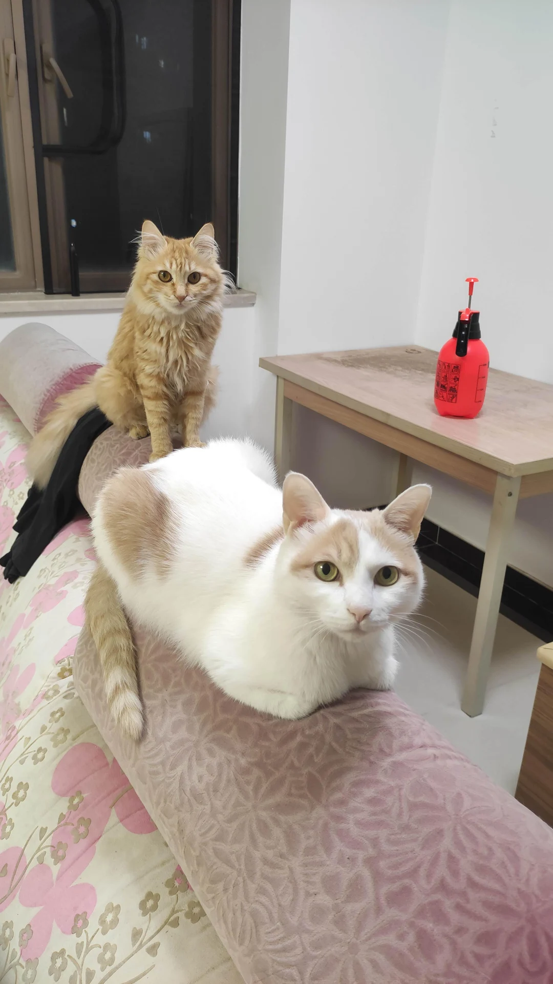 Cat loaf and soon to be cat loaf | Scrolller