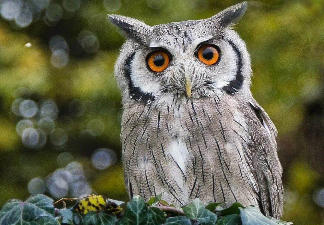 Eurasian eagle-owl. | Scrolller