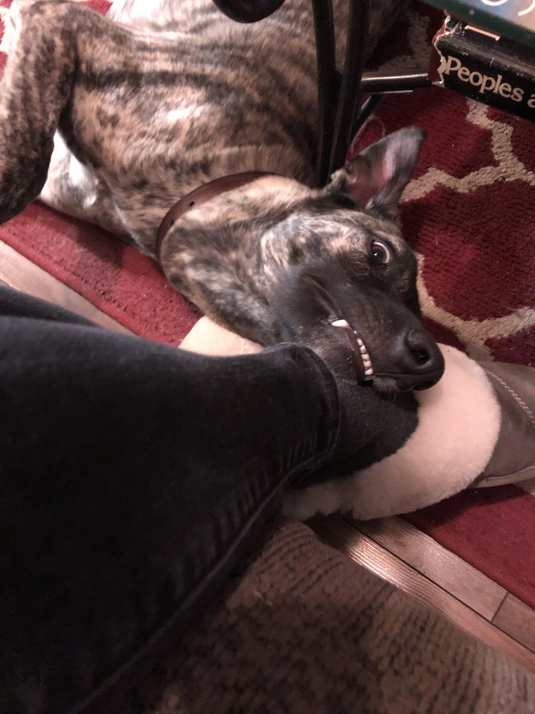 Update on my weirdo, Poe! He’s 9 months and just over 70 pounds! How are your greys? | Scrolller