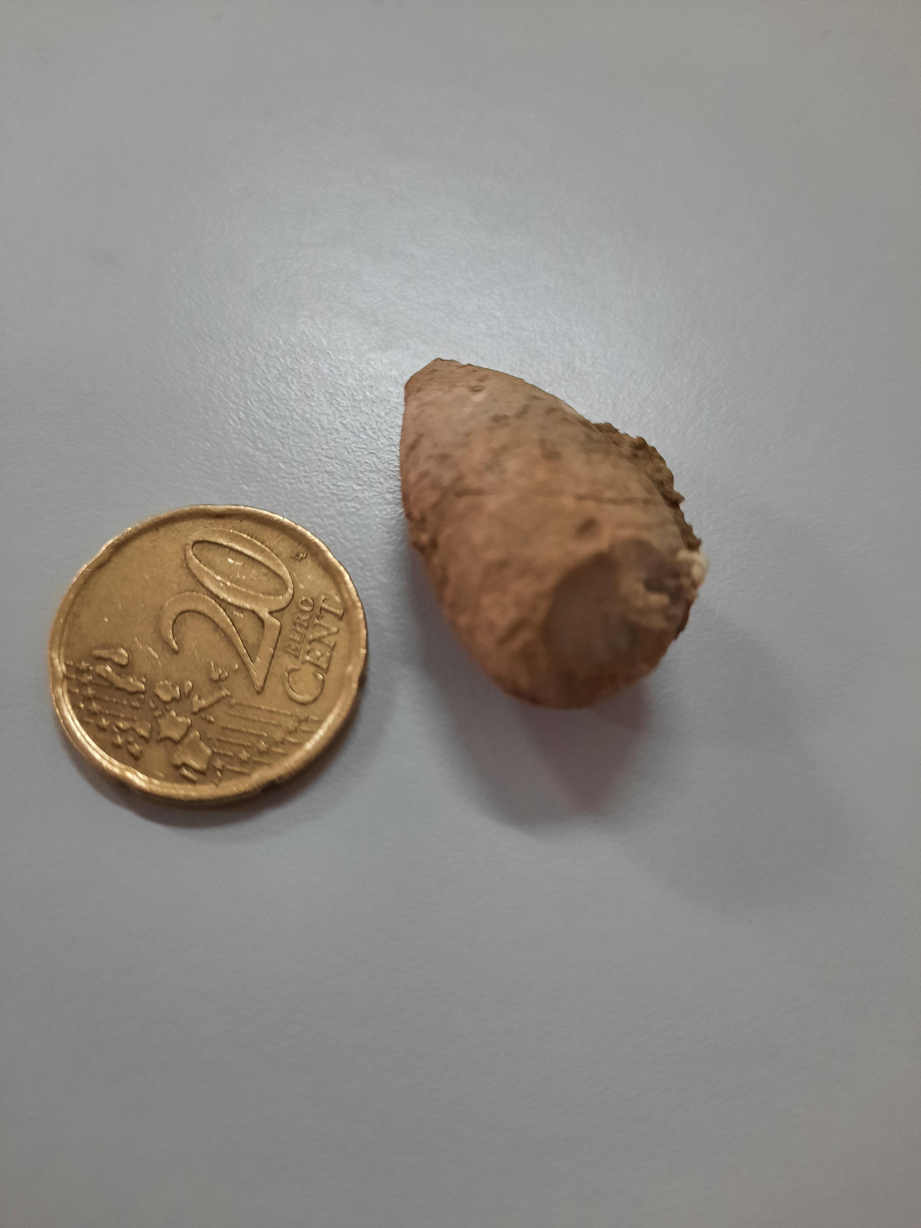 Unidentified shell | Scrolller