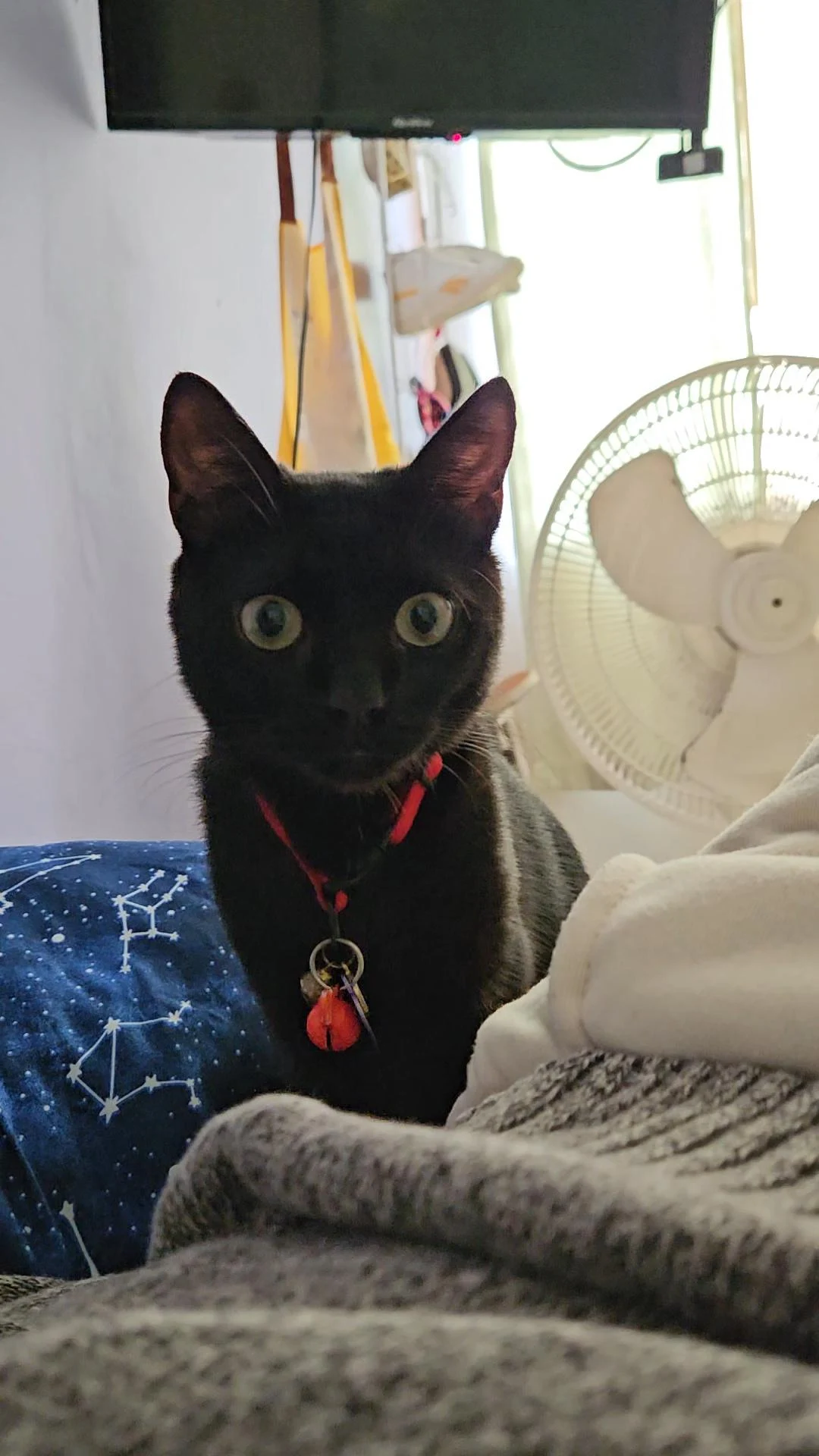 Toothless | Scrolller