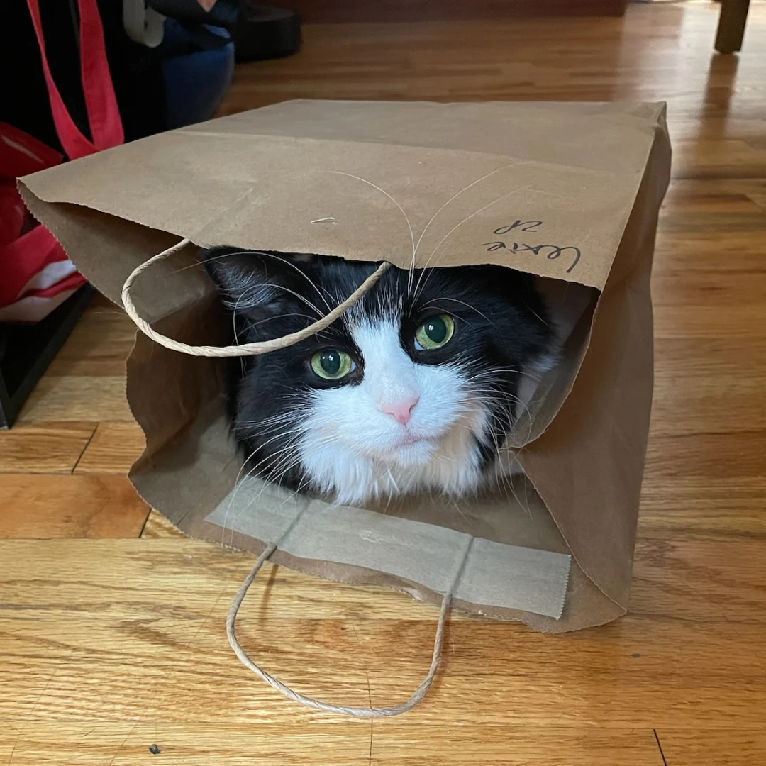 Asami Sato, trapped by a bag | Scrolller