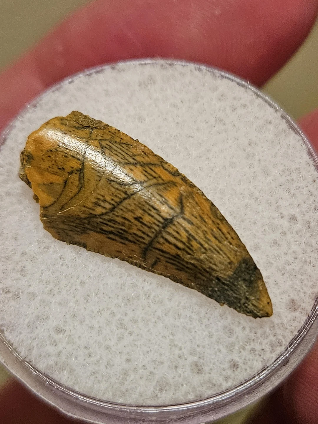I purchased this at a rock swap recently. It's listed as a raptor tooth, almost an inch long. I ...