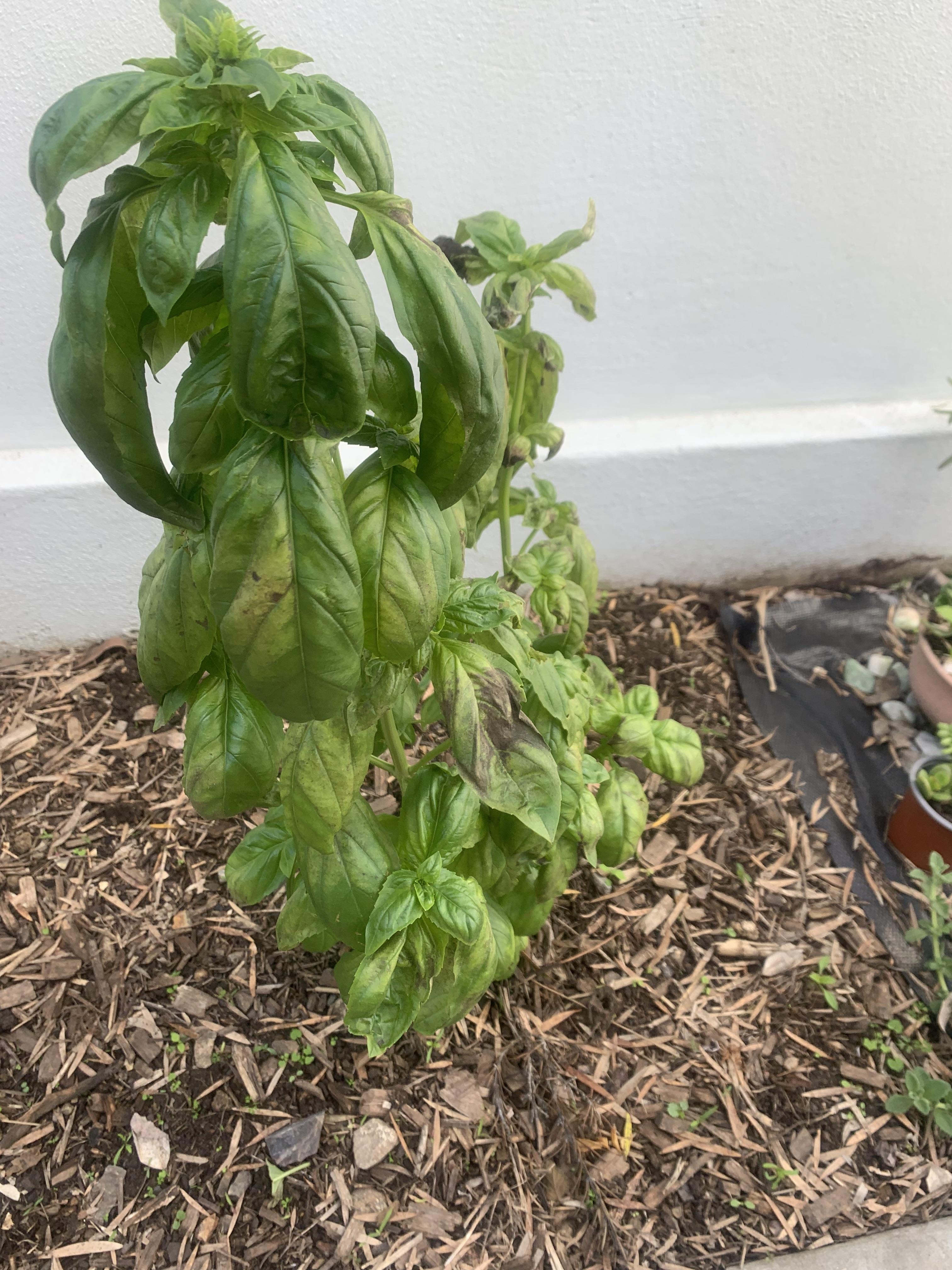 Basil plant turning black | Scrolller