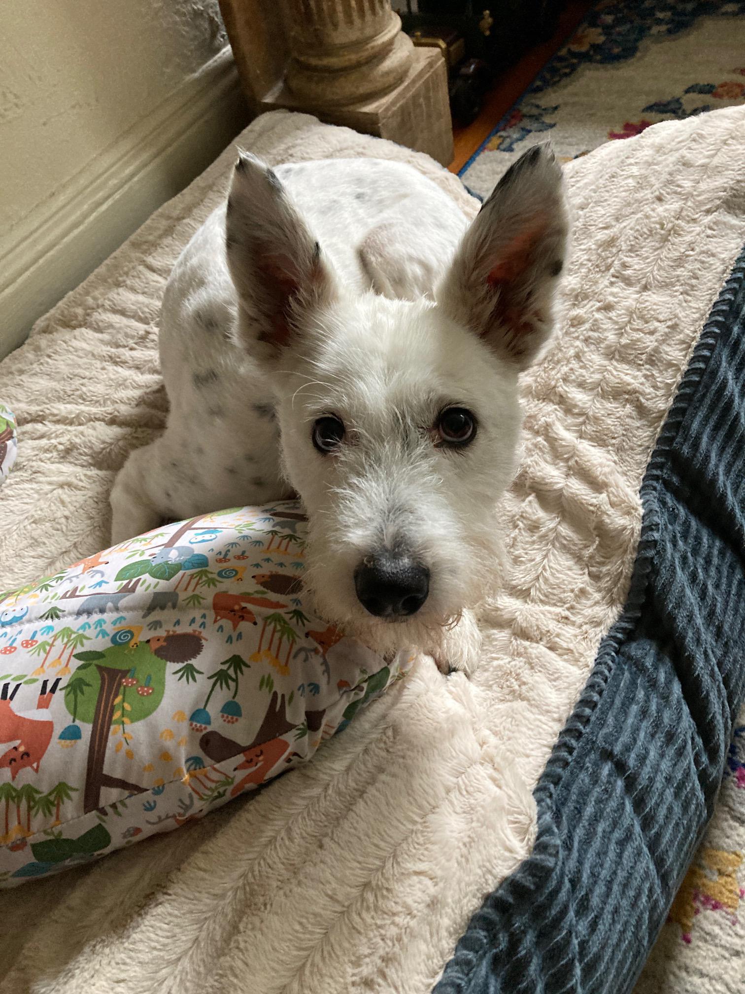 So Cute it Hurts | Scrolller