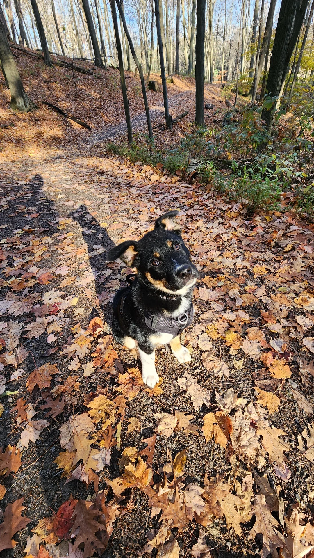 Head tilts | Scrolller