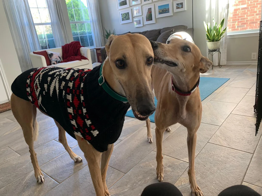 Sage and Milo! | Scrolller