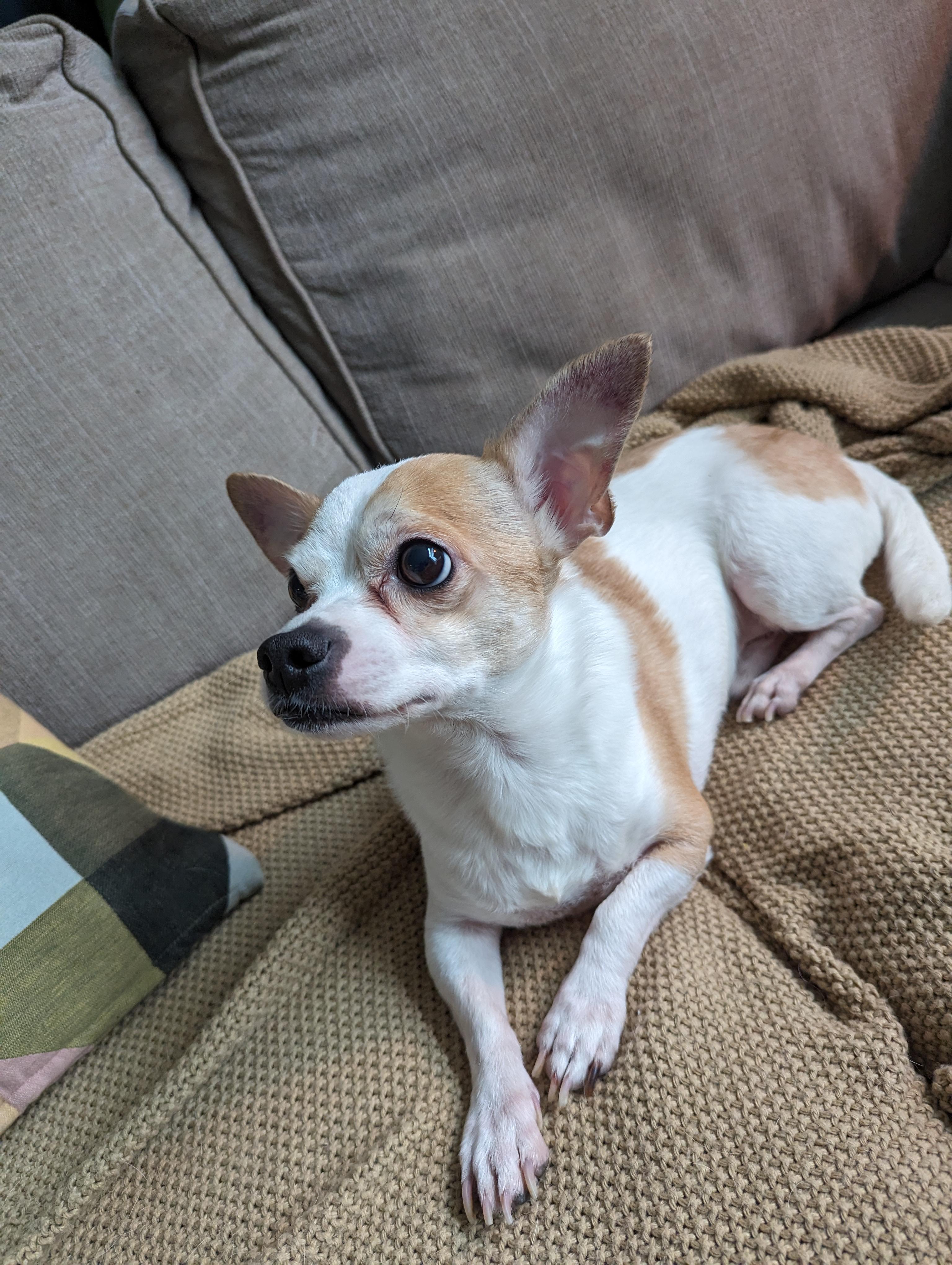 Bruised ears? | Scrolller