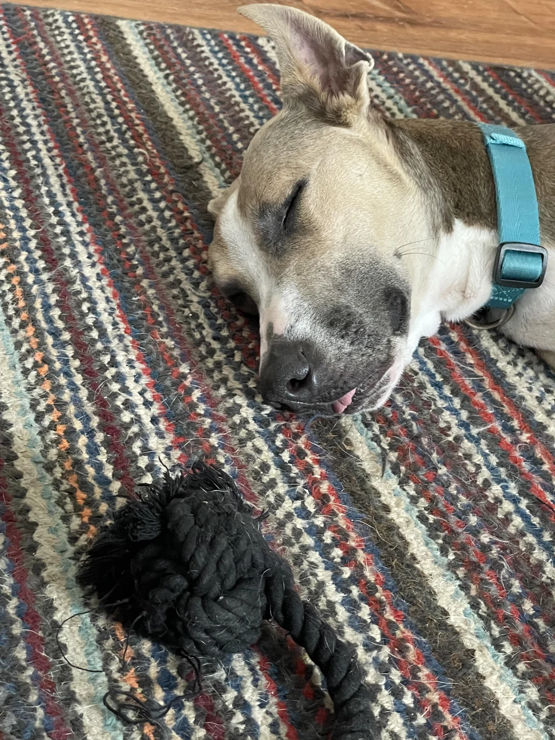 Sleepy bloop | Scrolller