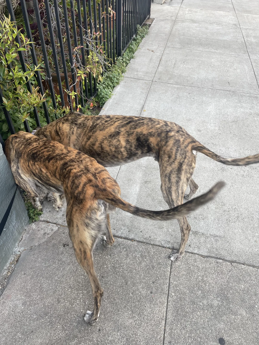 Just a pair of ding dongs sticking their snoots through the fence | Scrolller