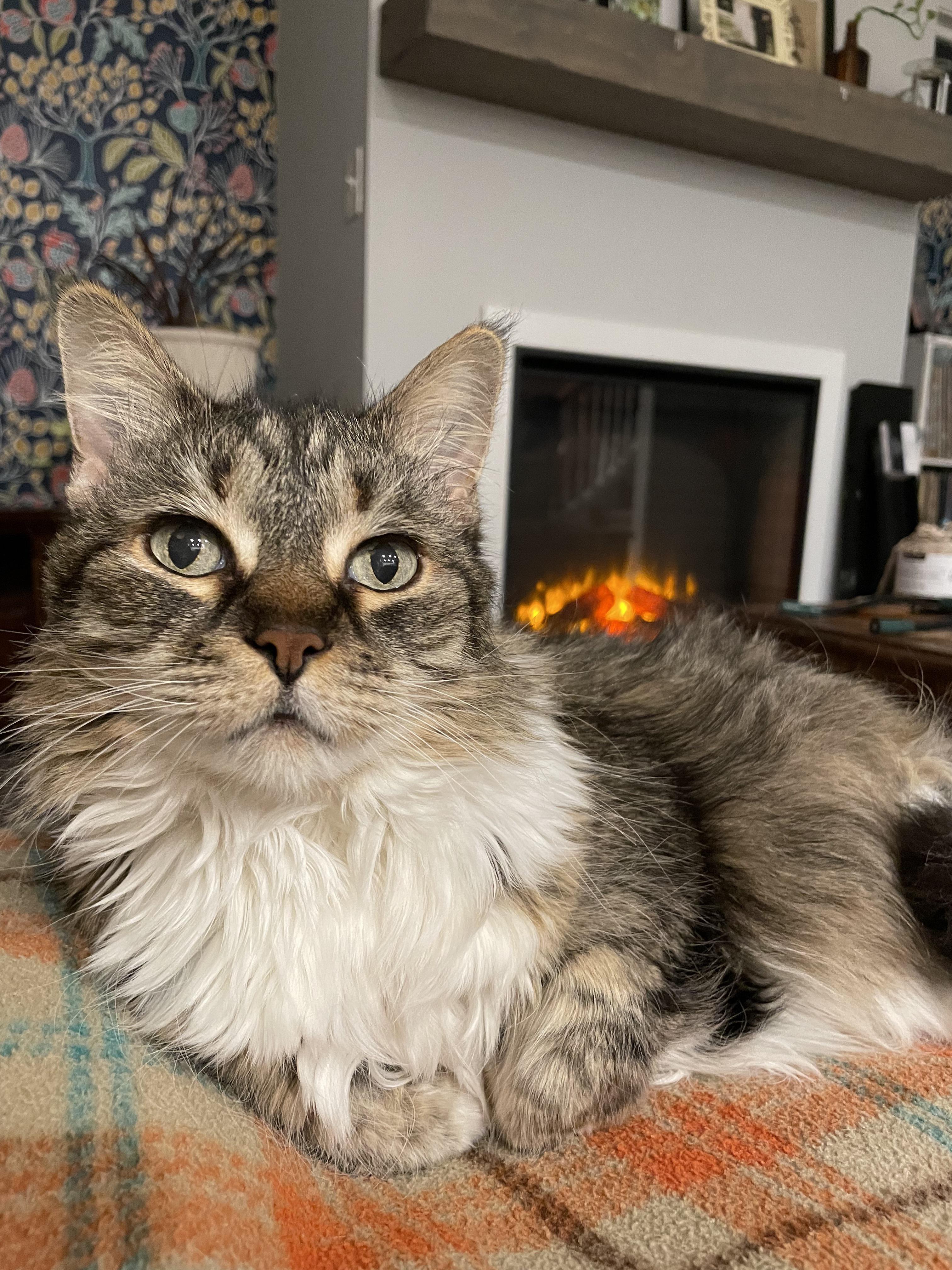 Cozy floof | Scrolller
