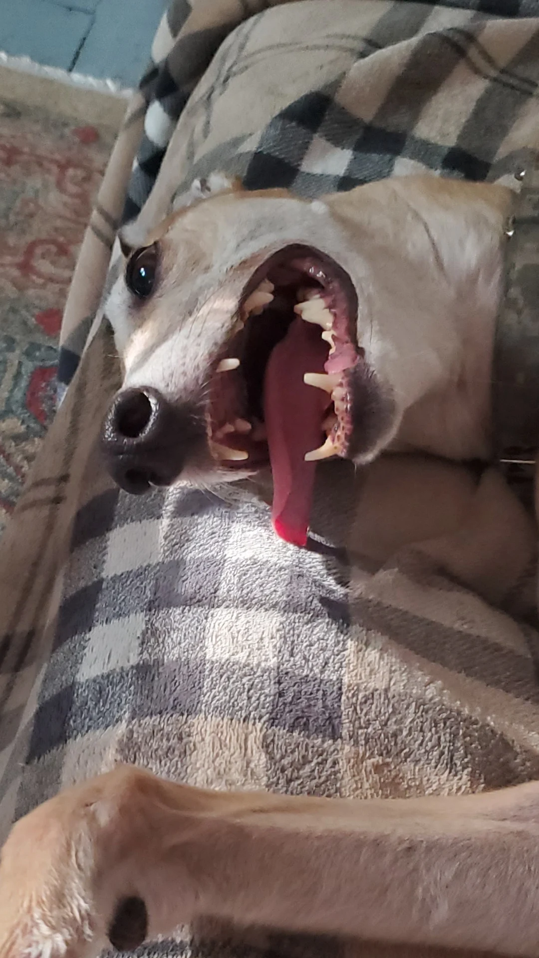 Panama, Queen of the couch goblins, once again participating in ToT. | Scrolller