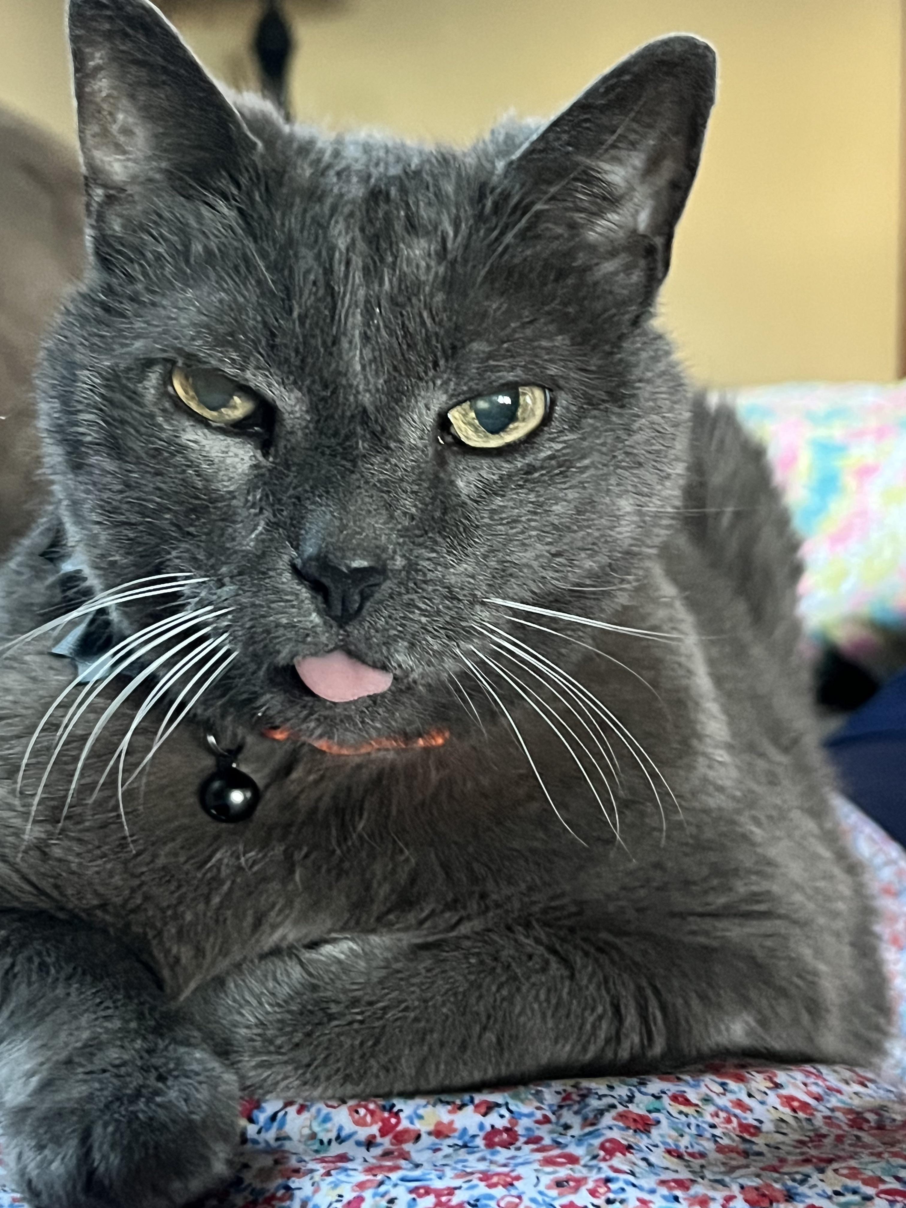 Old Man Blep ️ | Scrolller
