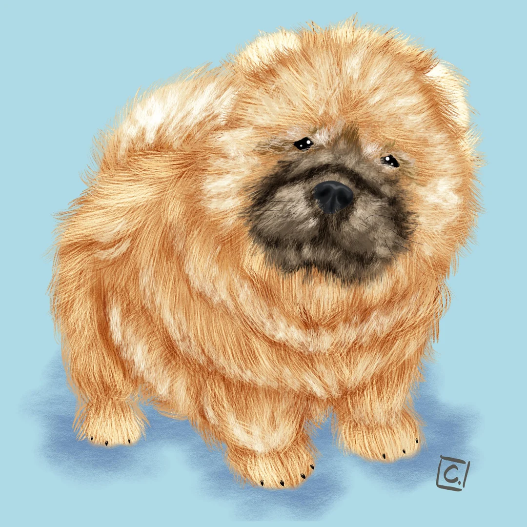 Chow chow, f0ulmatter, procreate, 2024 | Scrolller