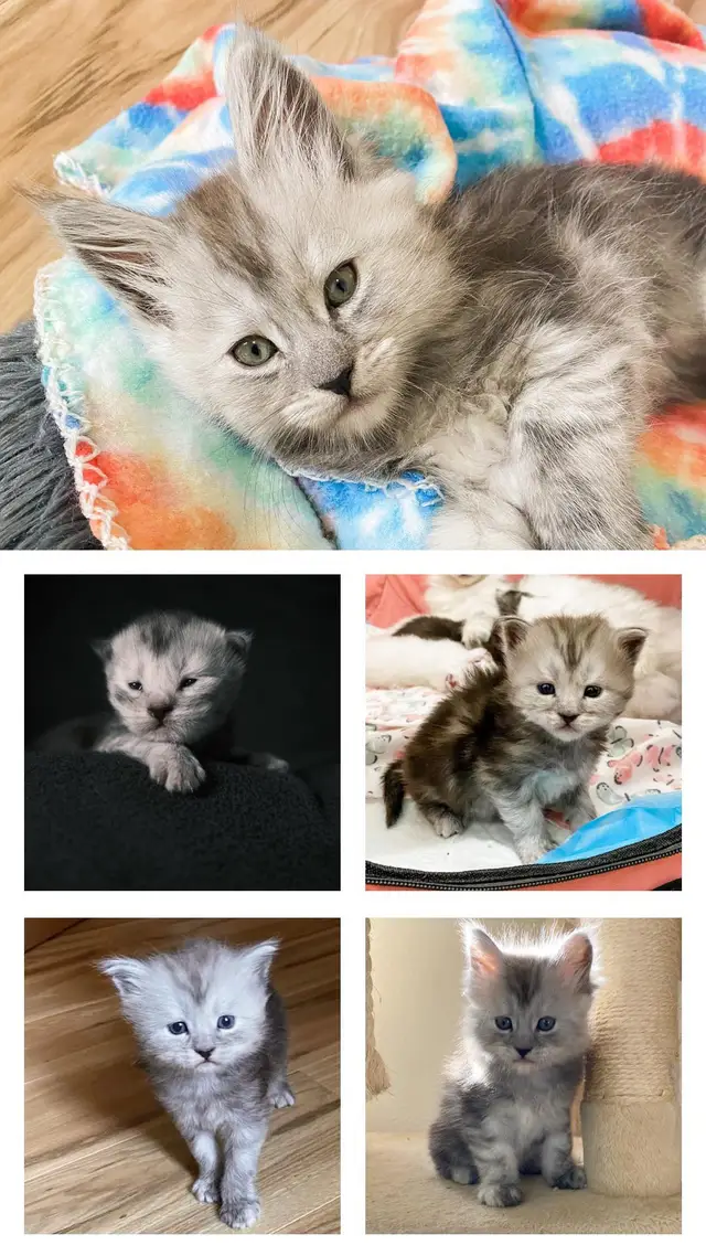 Omega is 2mo old now, coming soon! | Scrolller