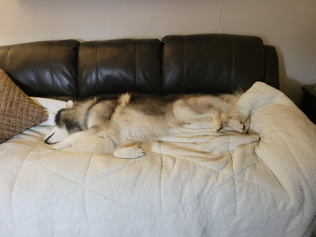 Spoiled Rescue | Scrolller