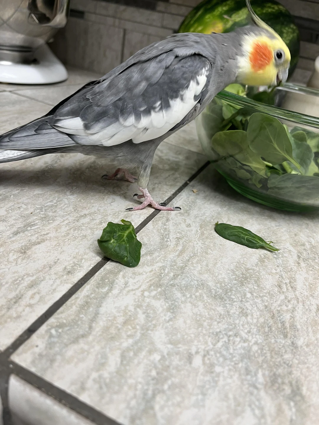 Eating healthy for hot birb summer. | Scrolller