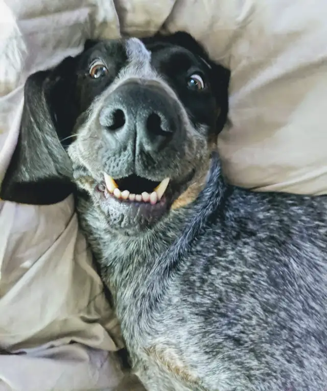 My favorite derp ever. | Scrolller