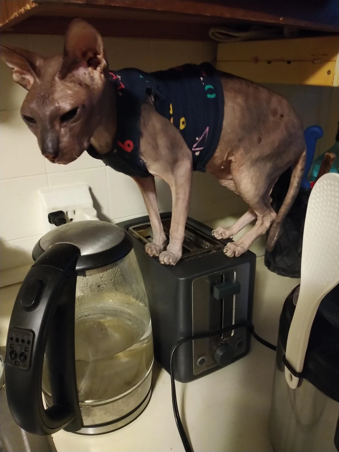 Cat Loaf Tragically Toasts Self | Scrolller