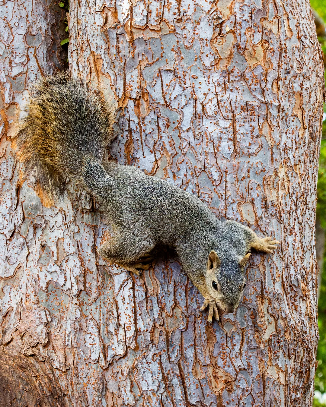 Spider Squirrel, Spider Squirrel | Scrolller