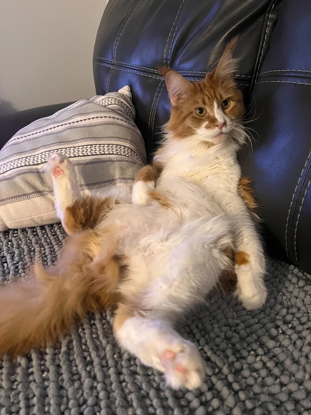 I demand belly rubs human! 😅 | Scrolller