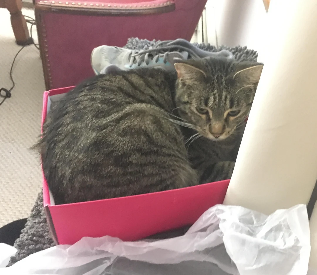 I fit in the box! | Scrolller